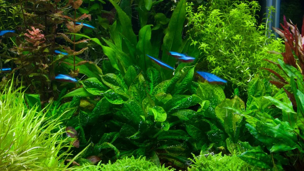 Echinodorus Major ‘Martii’ Elegant Ruffled Sword Plant for Large Aquar ...