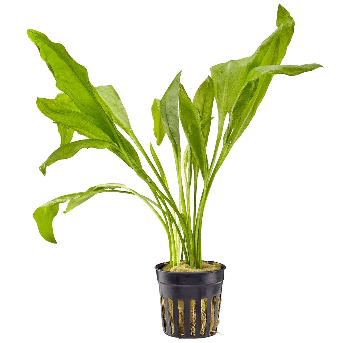Aquatic Amazon Sword Aquarium Plant Tall (Assorted) – Aquatic Pets SA