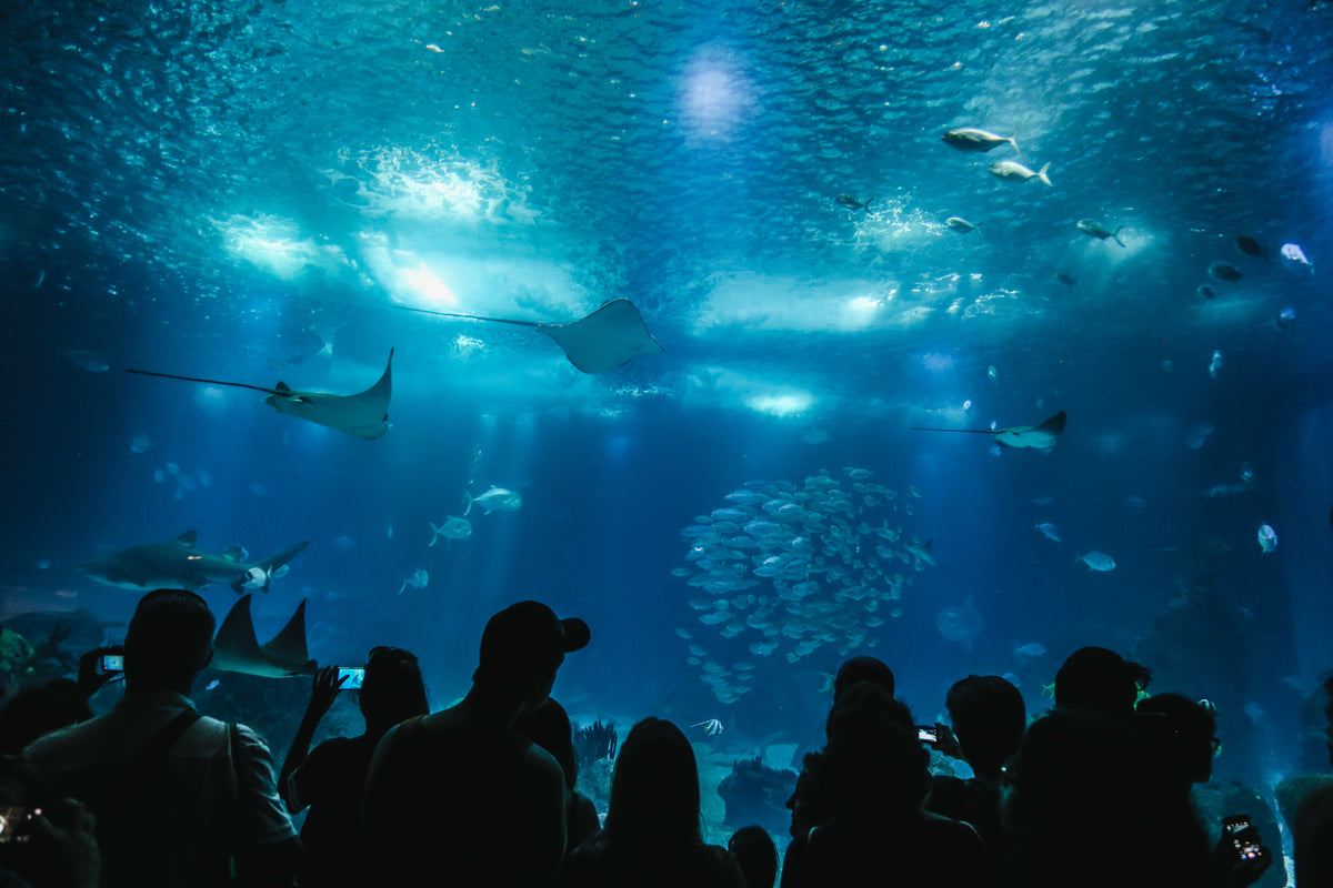 Aquarium Heating – Aquatic Pets SA